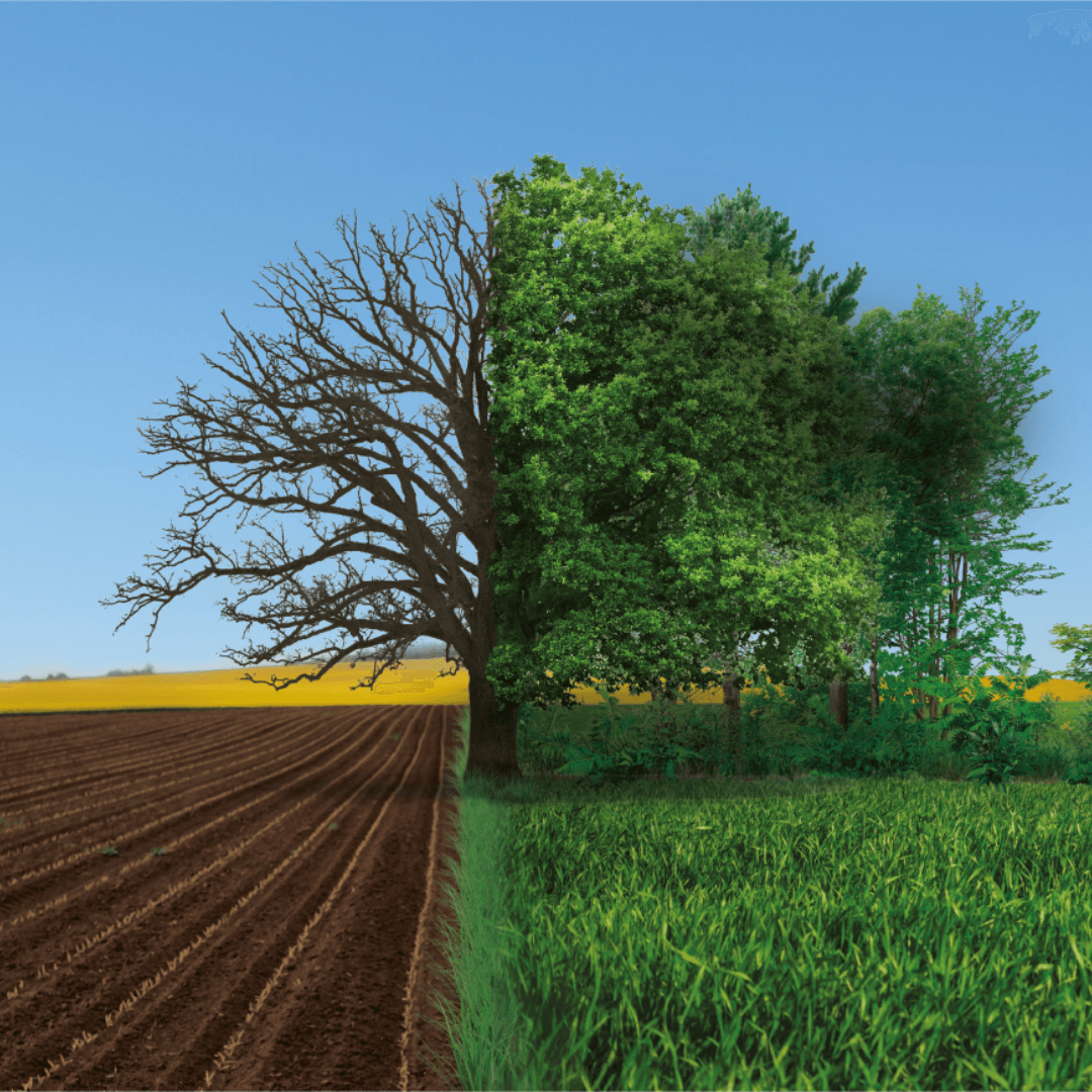 Free Webinar COP28: Amplifying Soil Health in the Climate conversation